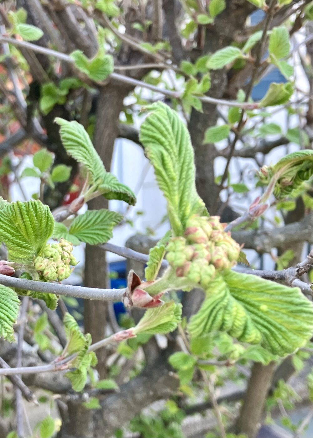 Through the Window – Melinda Coppola